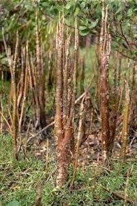 Modified roots examples – StudiousGuy