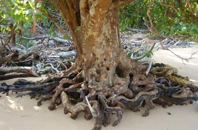 Buttress roots examples – StudiousGuy