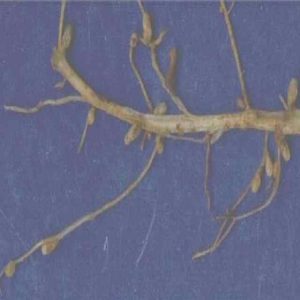 Modified roots examples – StudiousGuy