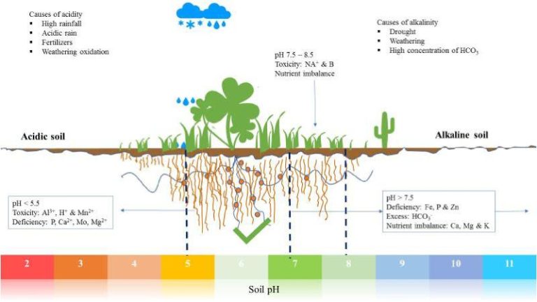 10 Biology Project Ideas – StudiousGuy