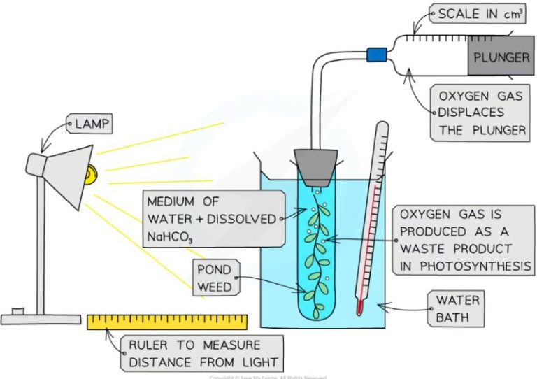 10 Biology Project Ideas – StudiousGuy