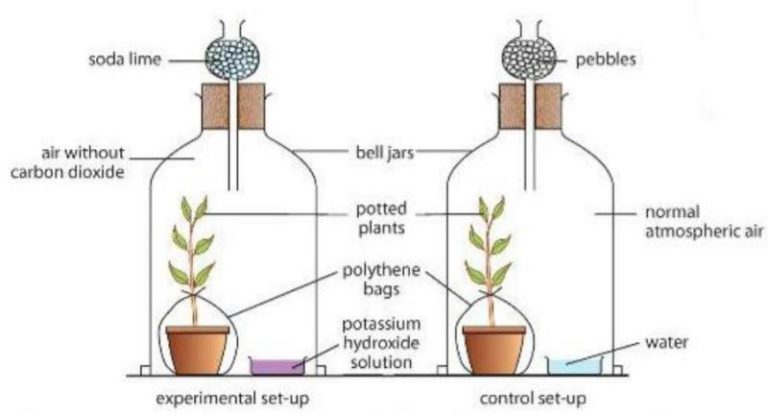 10 Biology Project Ideas – StudiousGuy