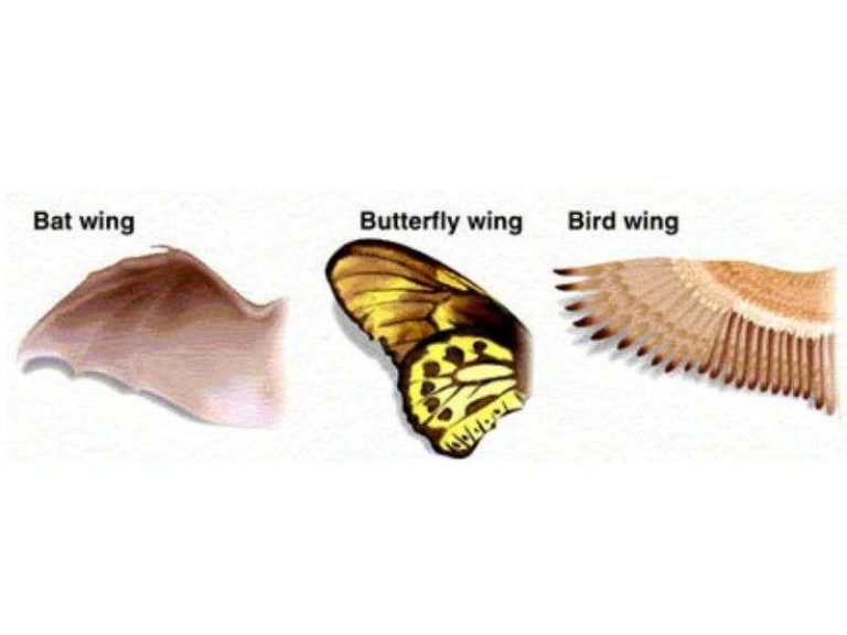 15 Evolution Examples in Real Life – StudiousGuy