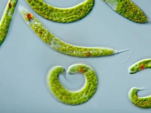 9 Photosynthesis Examples in Real Life – StudiousGuy