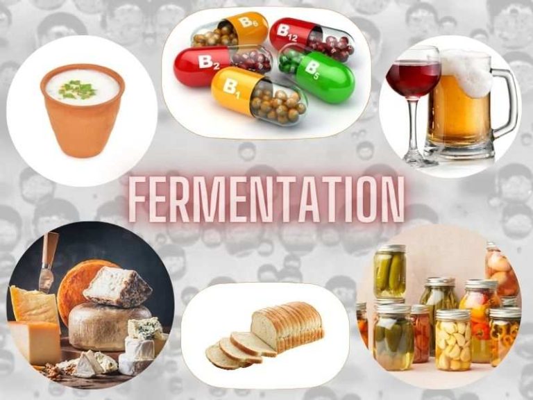36 Microbial Fermentation Examples in Real Life – StudiousGuy