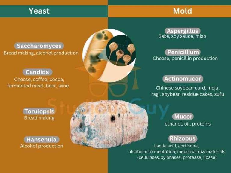 36 Microbial Fermentation Examples in Real Life – StudiousGuy