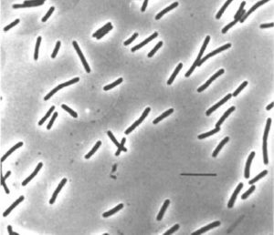 9 Photosynthesis Examples in Real Life – StudiousGuy