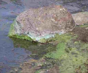 9 Photosynthesis Examples in Real Life – StudiousGuy