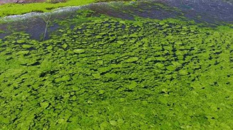 9 Photosynthesis Examples in Real Life – StudiousGuy