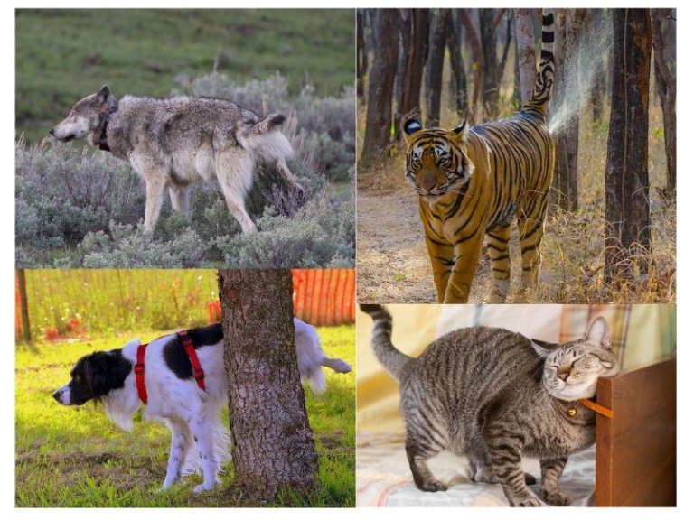 17 Animal Behavior Examples in Real Life – StudiousGuy