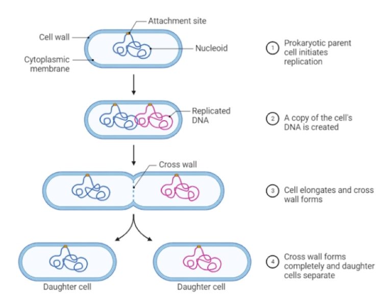 12 Biogenesis Examples – StudiousGuy