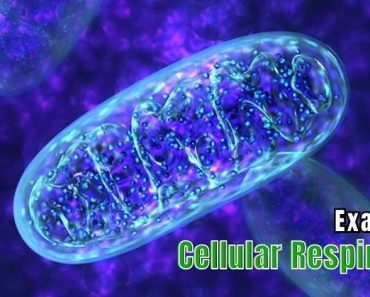 StudiousGuy – Your Study Buddy