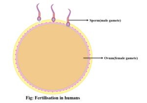12 Biogenesis Examples – StudiousGuy