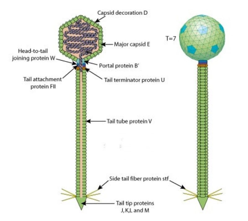 11 Bacteriophage Examples – StudiousGuy